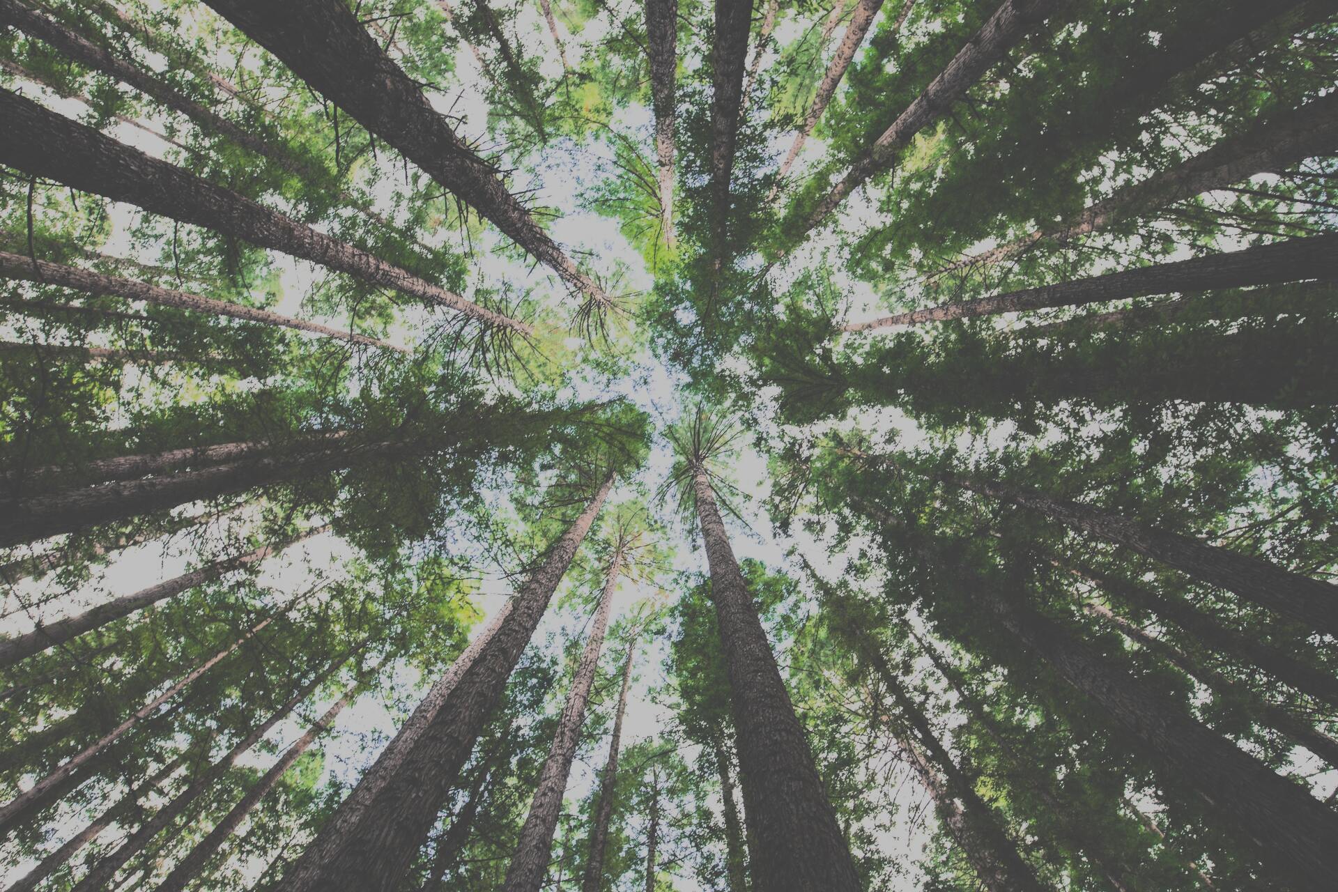 Home Living Legacies